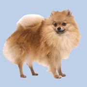 Razas Perros: Pomerania