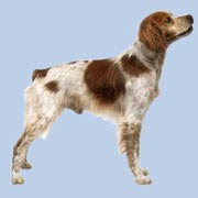 Razas Perros: Spaniel Bretón