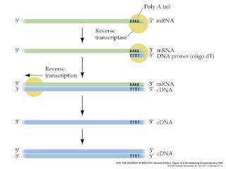 Biologia: DNA complementar - cDNA