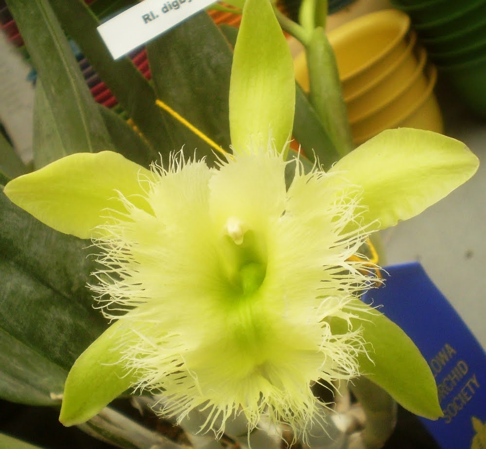 Plants are the Strangest People: Pretty picture: Rhyncholaelia digbyana