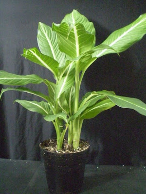 Plants are the Strangest People: The Ten Houseplant Commandments