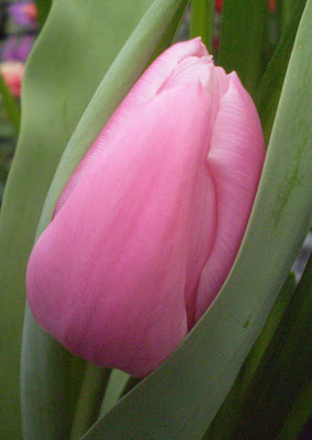 Plants are the Strangest People: Pretty pictures: Tulipa NOIDs