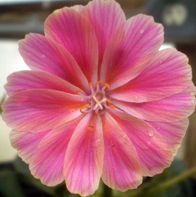 Plants are the Strangest People: Pretty picture: Lewisia cotyledon ...