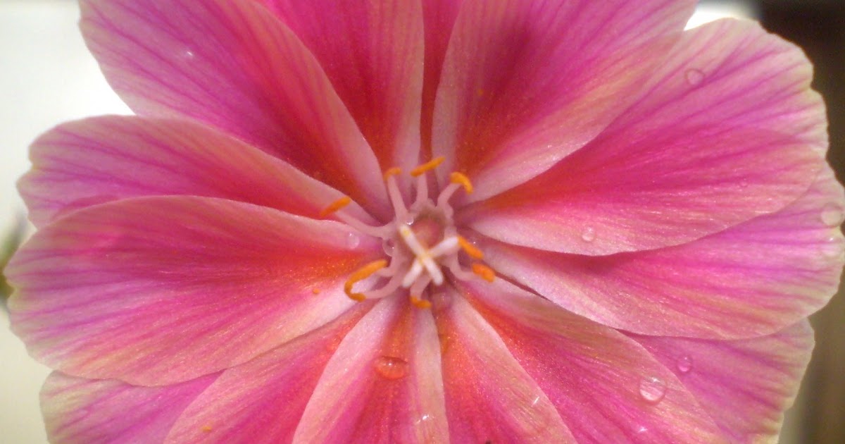Plants are the Strangest People: Pretty picture: Lewisia cotyledon ...