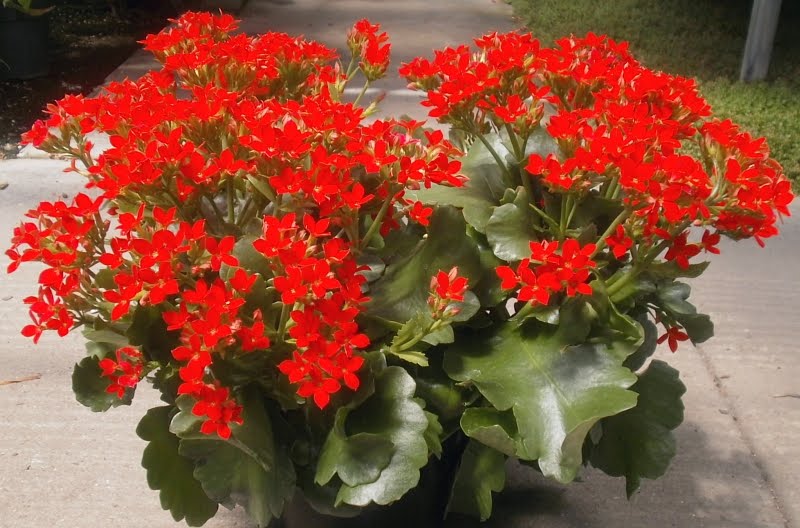 Plants are the Strangest People: List: Houseplants That Have Red Flowers