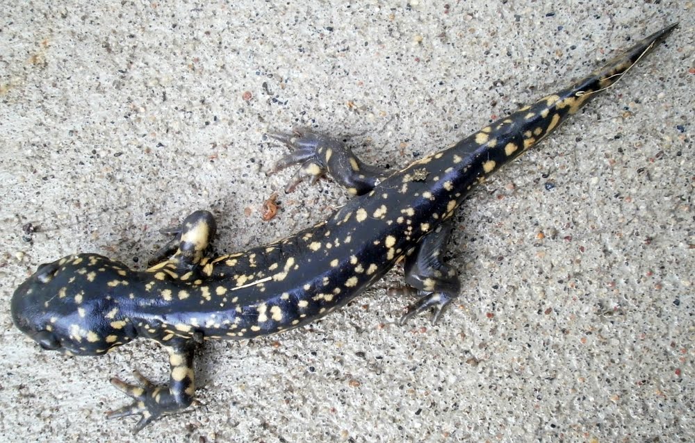 Plants are the Strangest People: Animal: Ambystoma tigrinum?