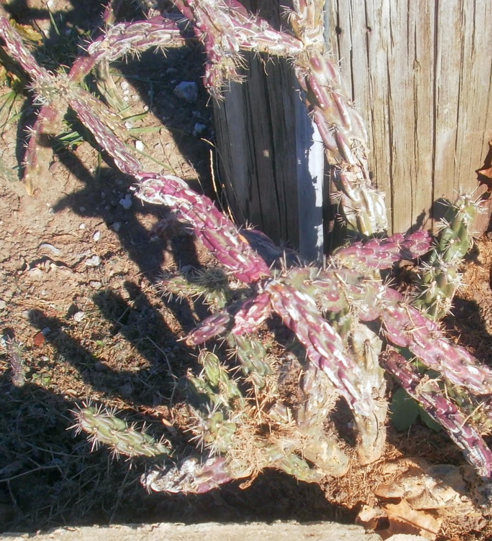 Plants are the Strangest People: Question for the Hive Mind: Cactus in ...