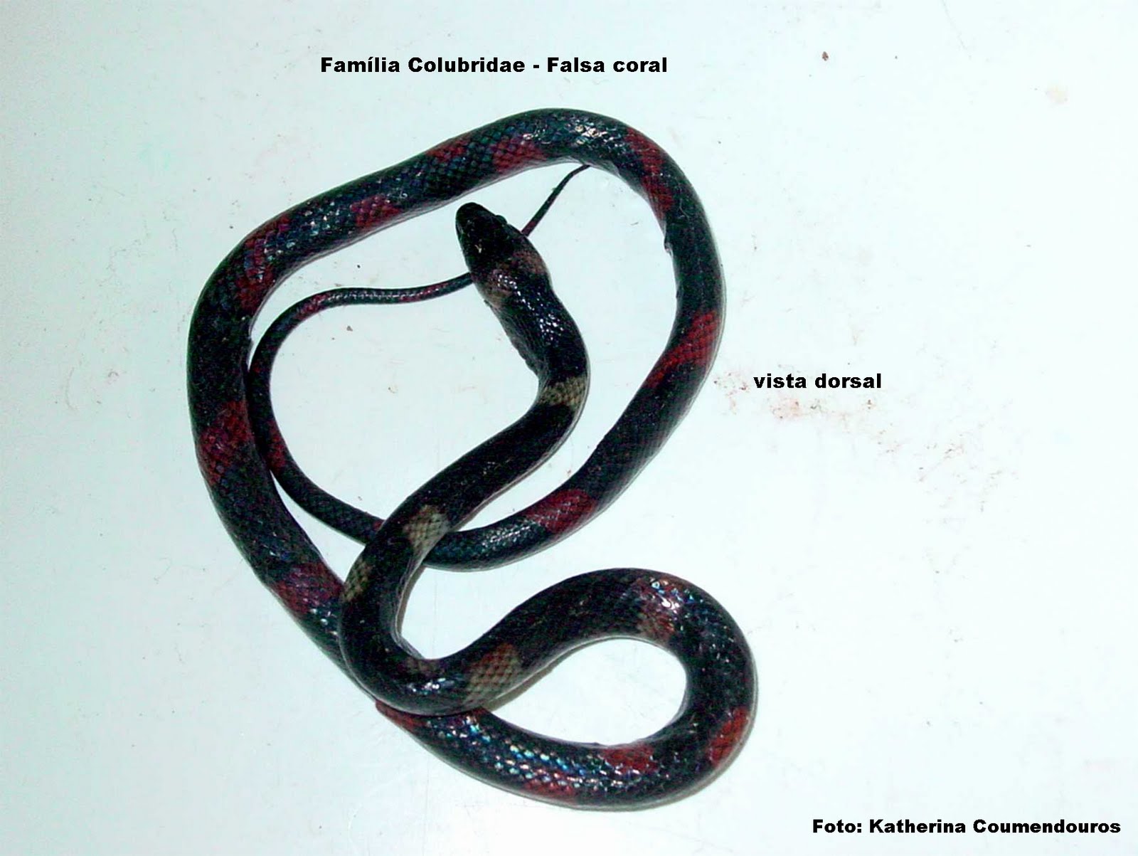 BLOG DA KAT: Falsa Coral