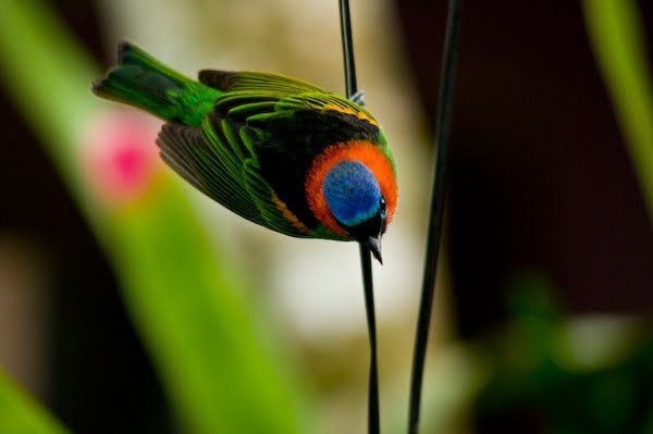 Riding the Dream: Beautiful birds of Brazil