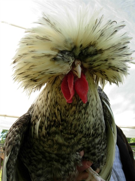 Tuperade tuppar åt Ronja: En tuperad tupp till Ronja