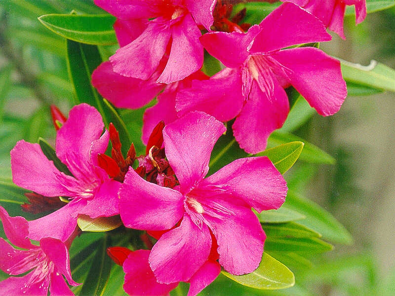 MUNDO JARDIN: ADELFA (NERIUM OLEANDER)