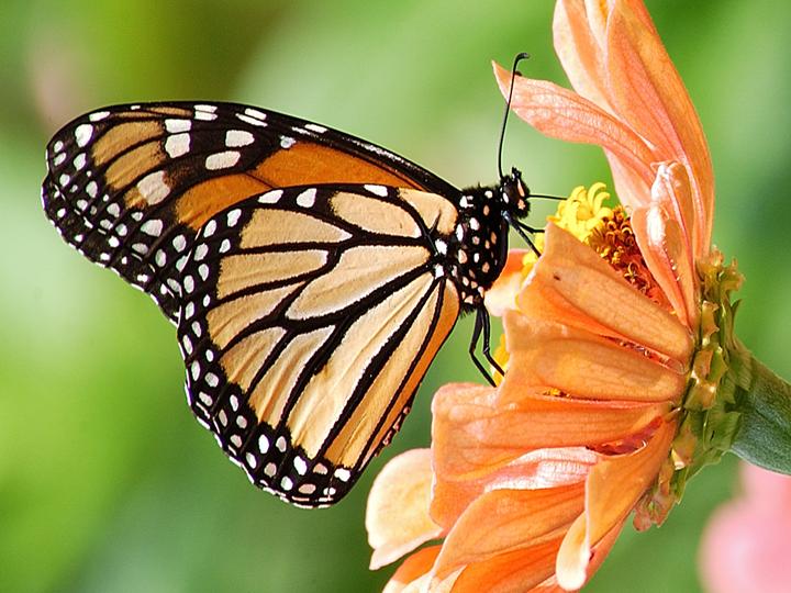 God's Natural World: New Life in Christ, Butterfly Illustration