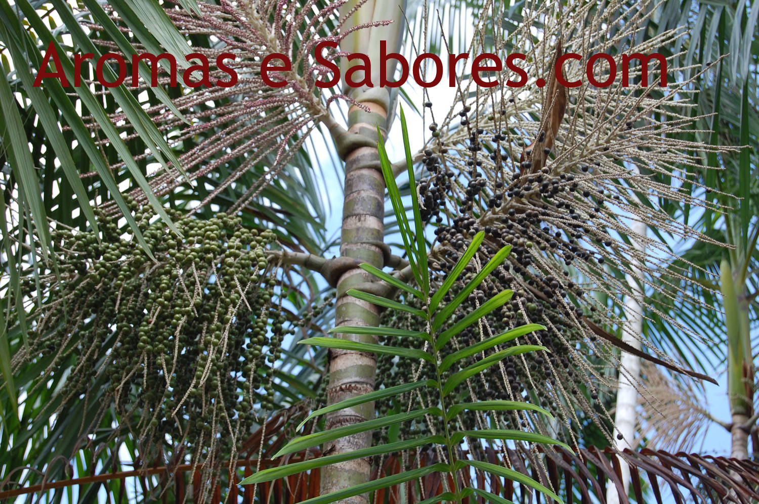 Aromas e Sabores: A saga do AÇAÍ do pé à tigela