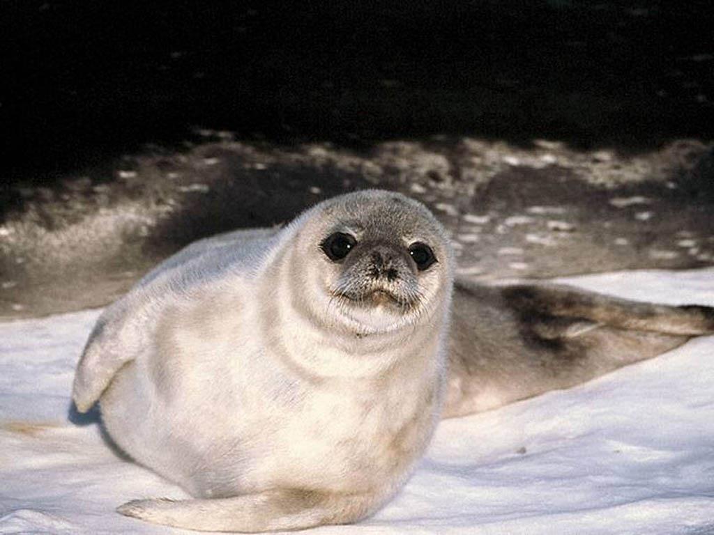APRENDIENDO DE LAS BALLENAS