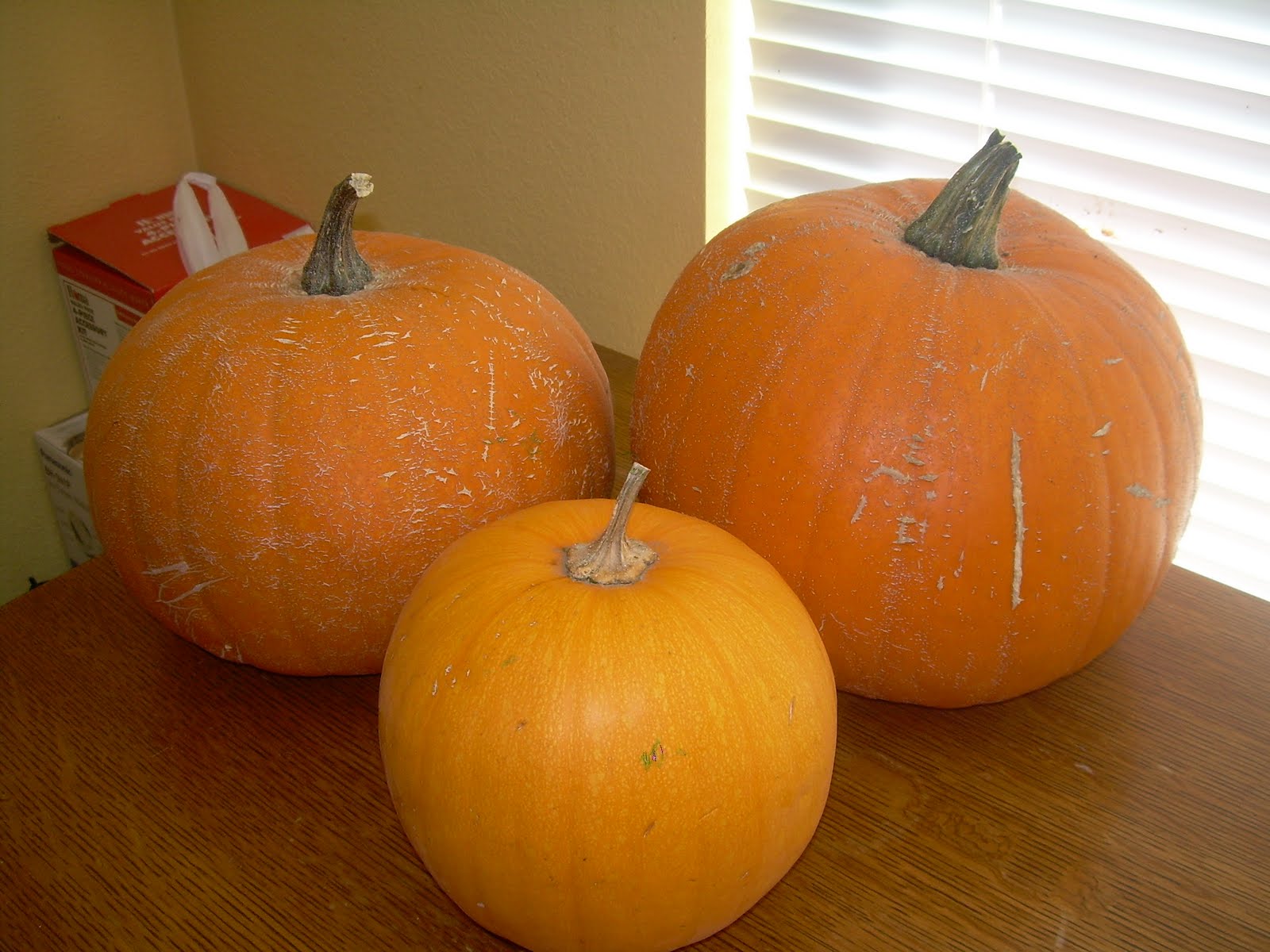 Cranberry Corner: Processing Pumpkins