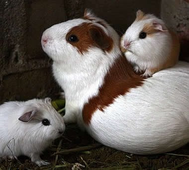 Invasao Animal: Mocó