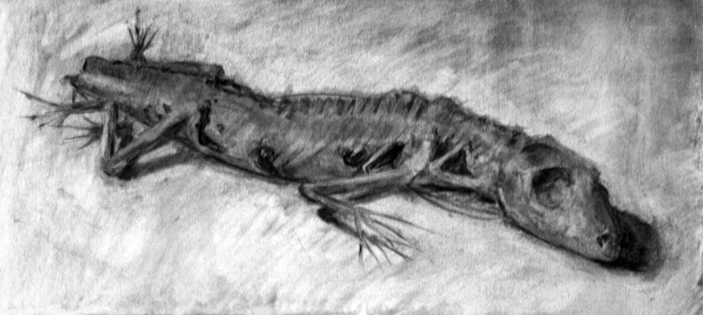 Dead-Lizard (image)