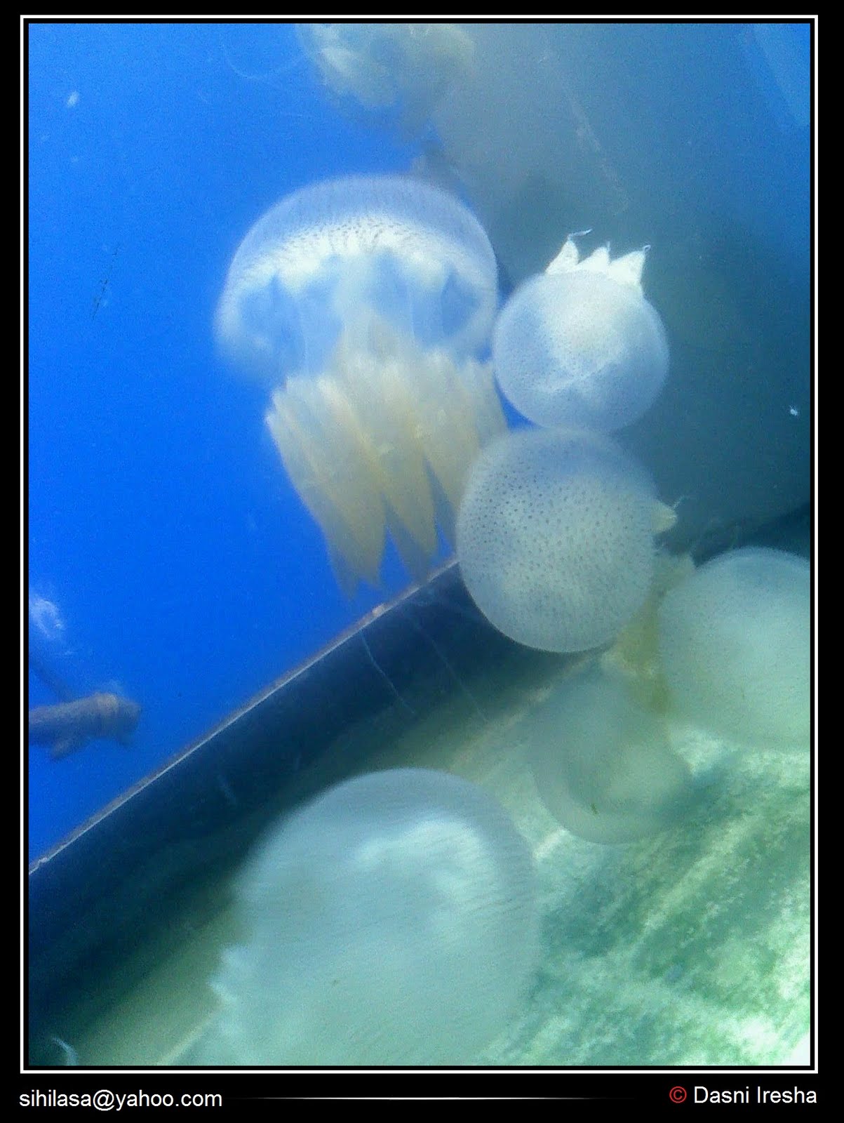 Sihilasa - Art of life...: •~ My Photography ~• : "Gelly fish"