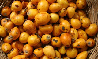 Blog Ilimitado: Nêspera ou Magnório?