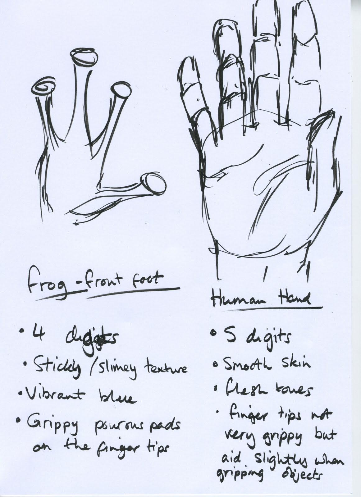 SkyGecko: Human/ Frog Hand,Feet Comparison