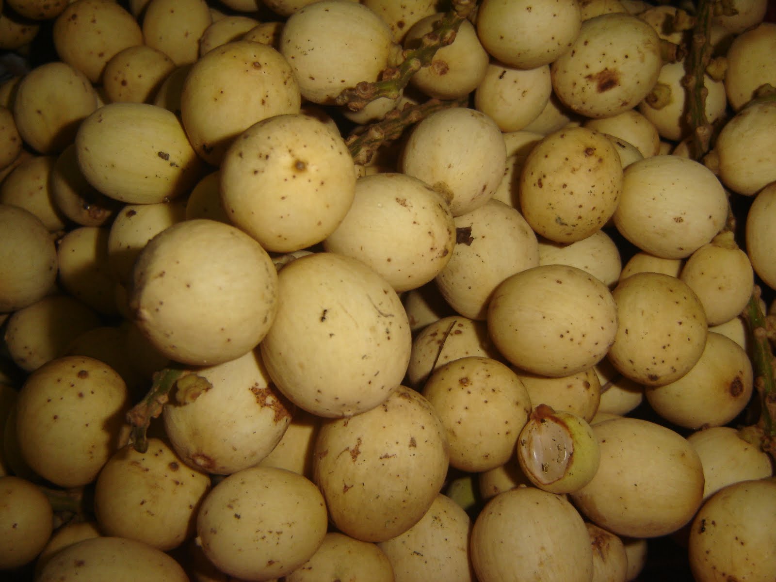 ~ CHUKAI WITH LOVE ~: Kait Langsat