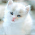 gambar kucing putih ~ Foto Kucing
