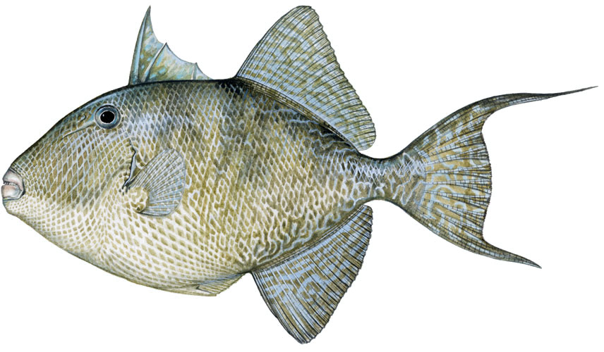 Sharkbait: Gray Triggerfish