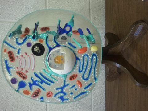 Dr. Wheat's Biology Blog: BIO 135 Lab Model Photos