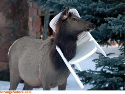 Funny Stuck Animals | Funny Animal Pictures | StrangeNature.com