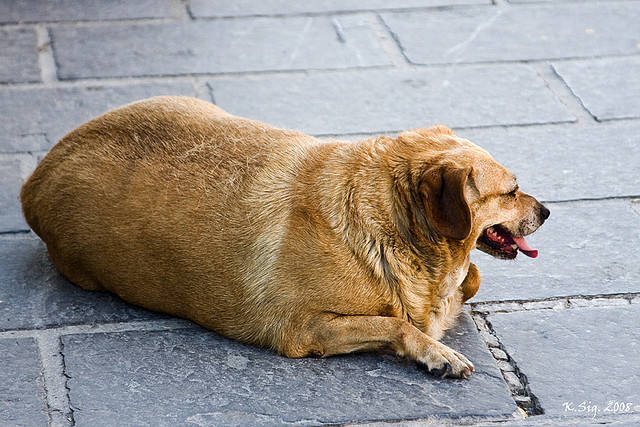 Fattest Dog in the World: Very Fat Dog