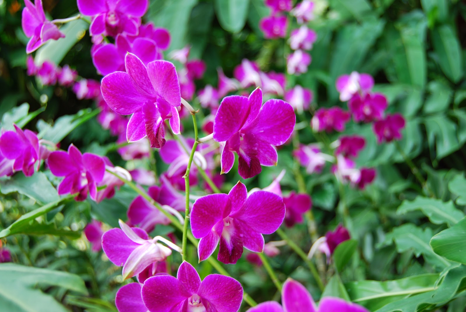 Eyes of the Empress: The Land of Orchids...