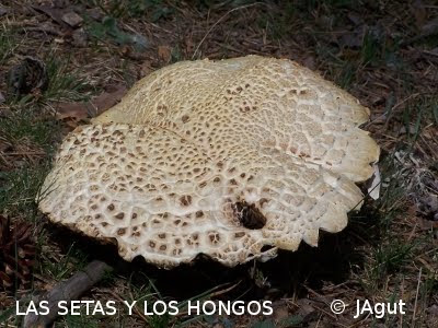 LAS SETAS y LOS HONGOS