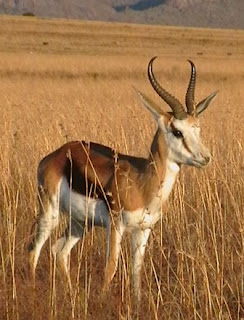 the maX files: Go Bokke