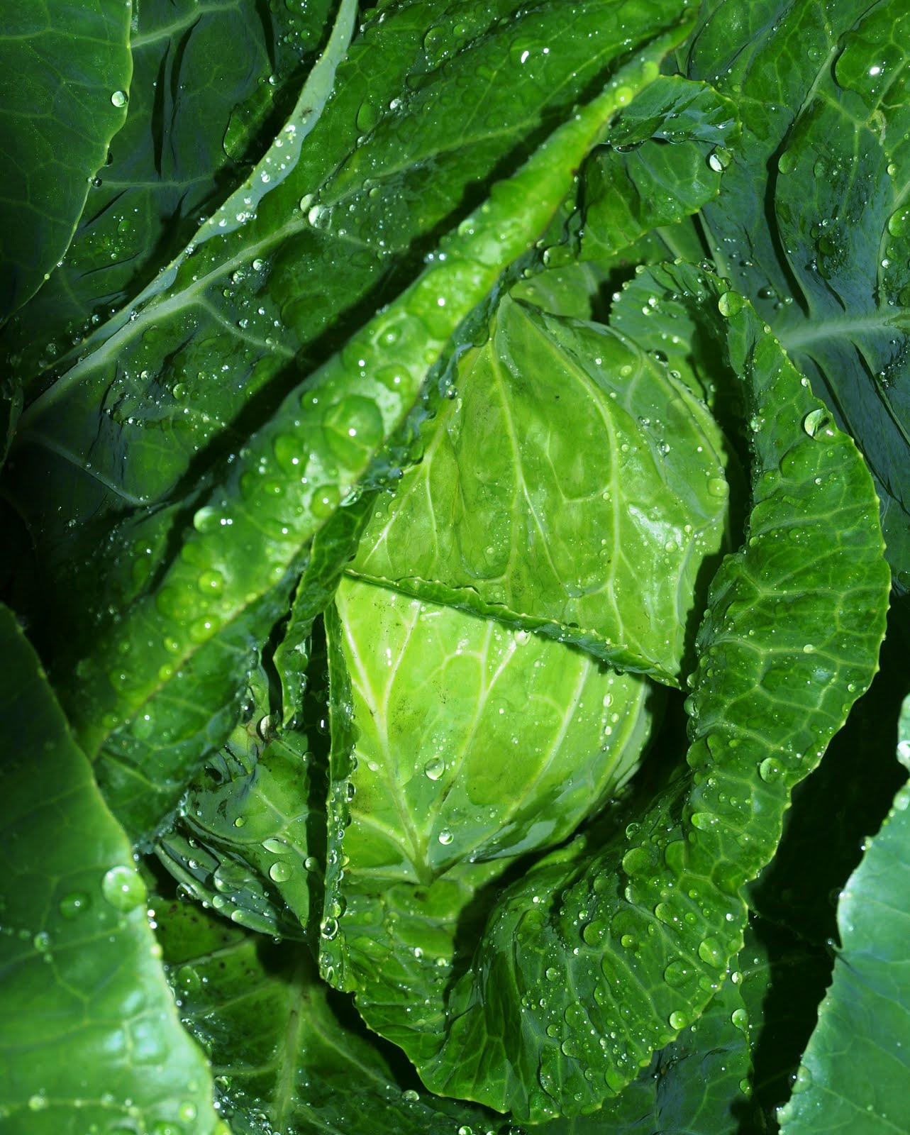 The Sapphire Ridge Chronicles: March 2010