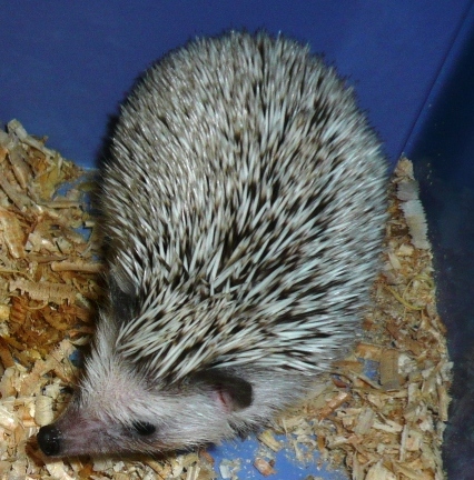 Miniature Hedgehog