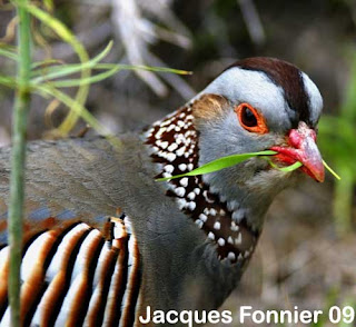 Vida de Sol en Tenerife: Jolie perdrix gambra