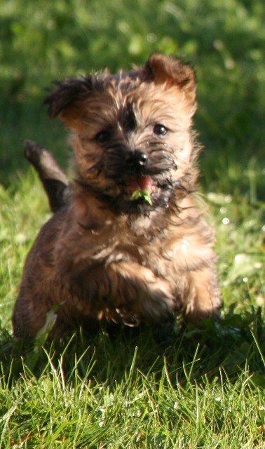 Morpheus: RUTHS NYDELIGE VALPER