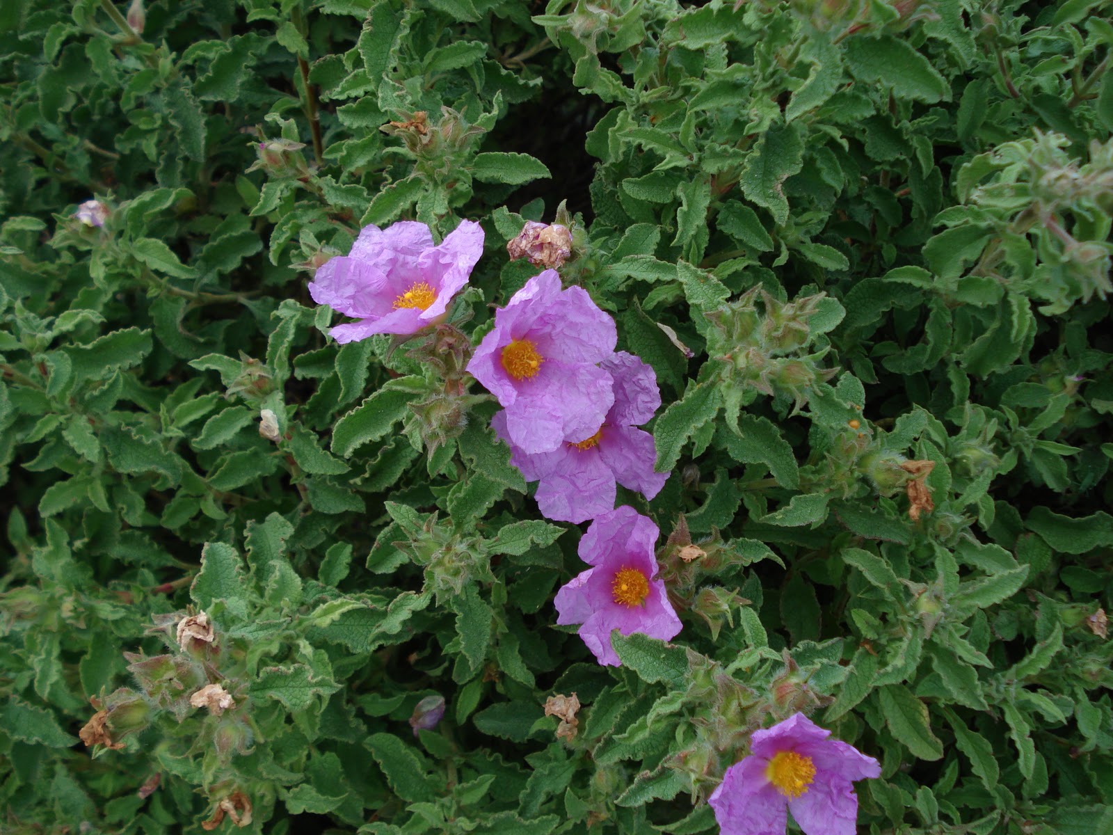 Labdanum of Cistus Incanus Creticus from Crete.: LADANUN OR LABDANUM ...