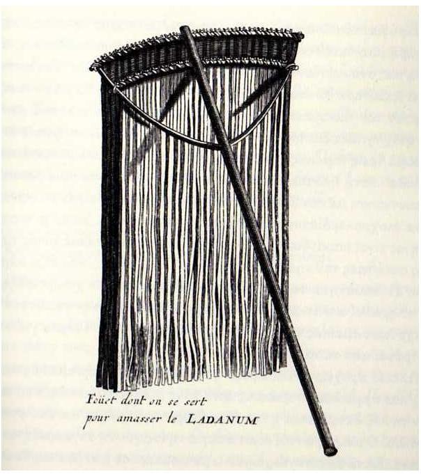 Labdanum of Cistus Incanus Creticus from Crete.: Tool of the ladanum or ...