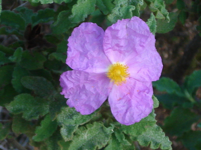Labdanum or ladanum of Cistus Incanus Creticu / Cistus Incanus Tea from ...
