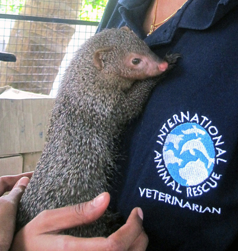 Olive's diary: Meet Mongi the mongoose