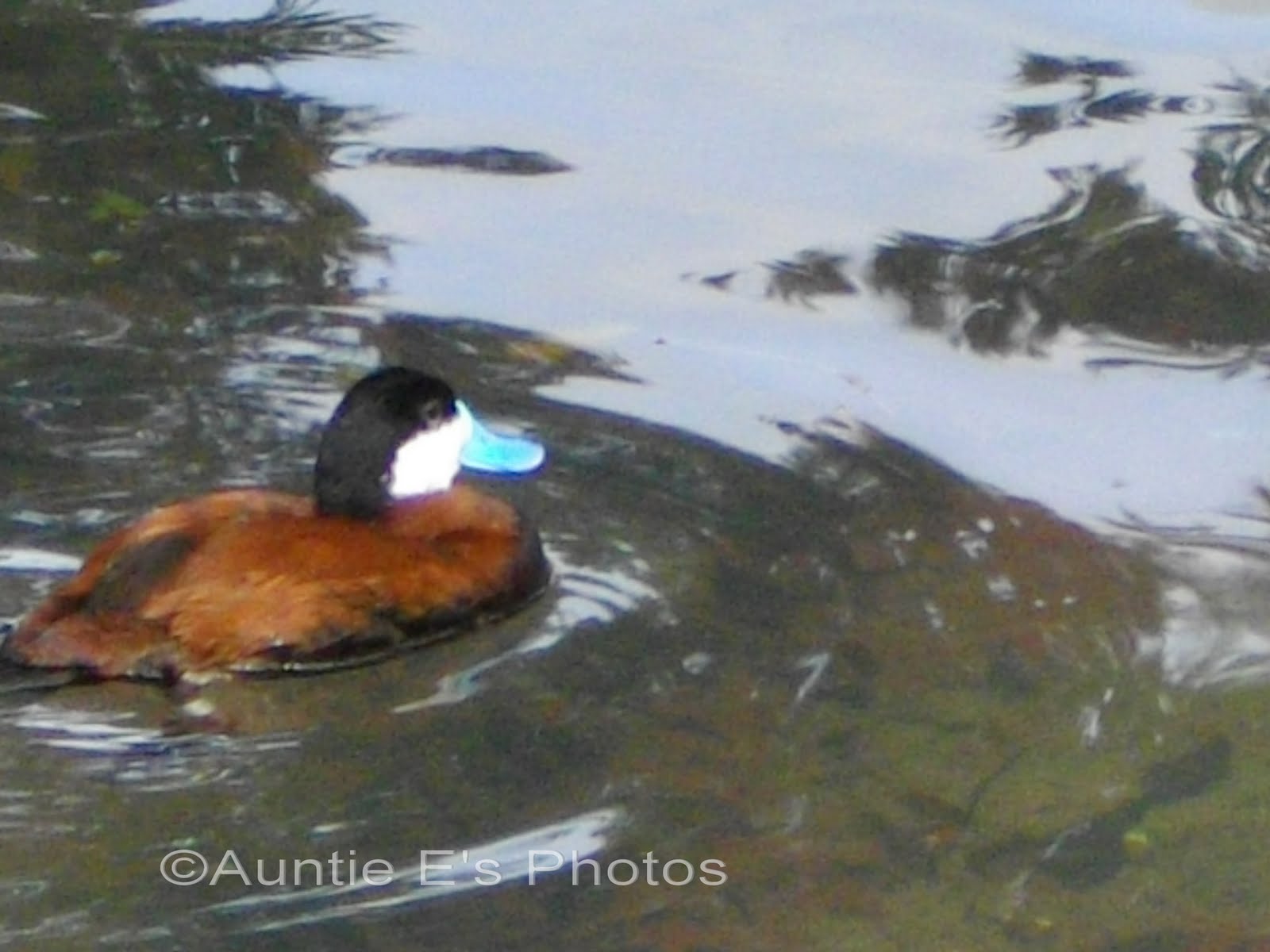 AUNTIE E's YARD and GARDEN: Blue Monday- The Blue Bill.