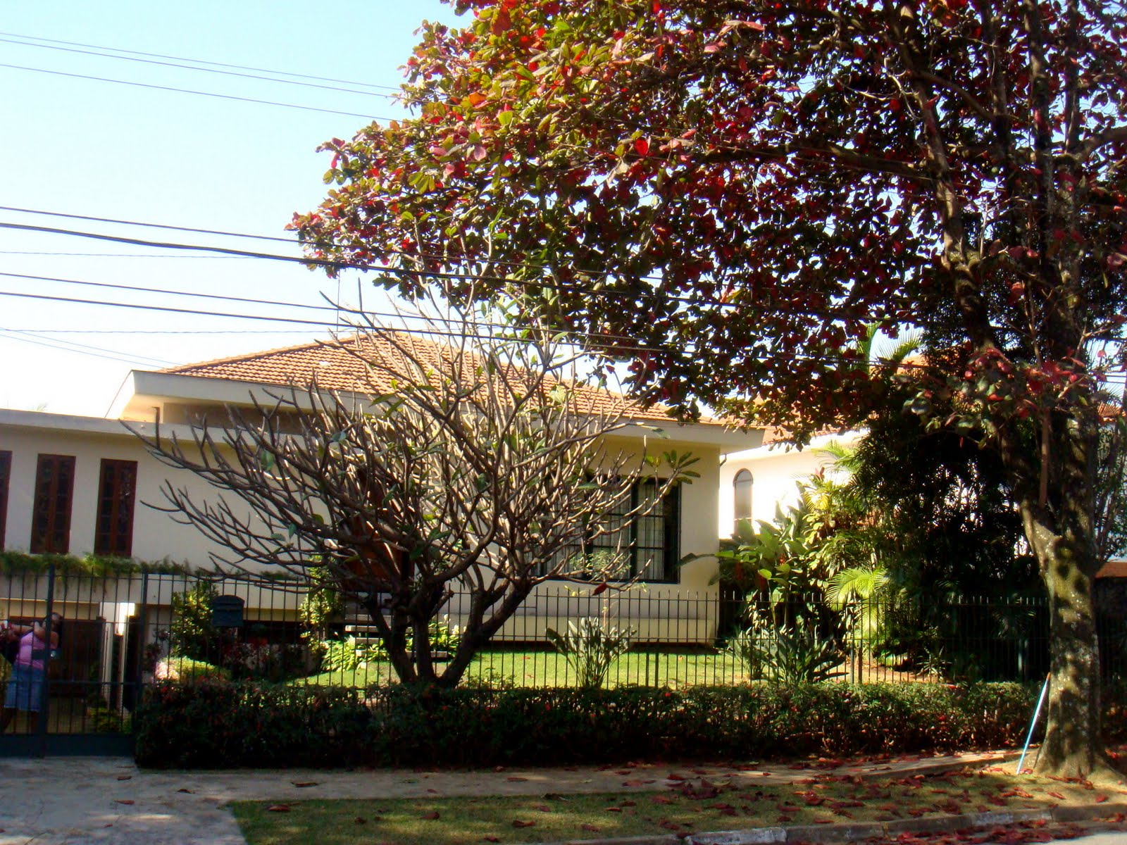 come-se: Sete-copas. O fruto