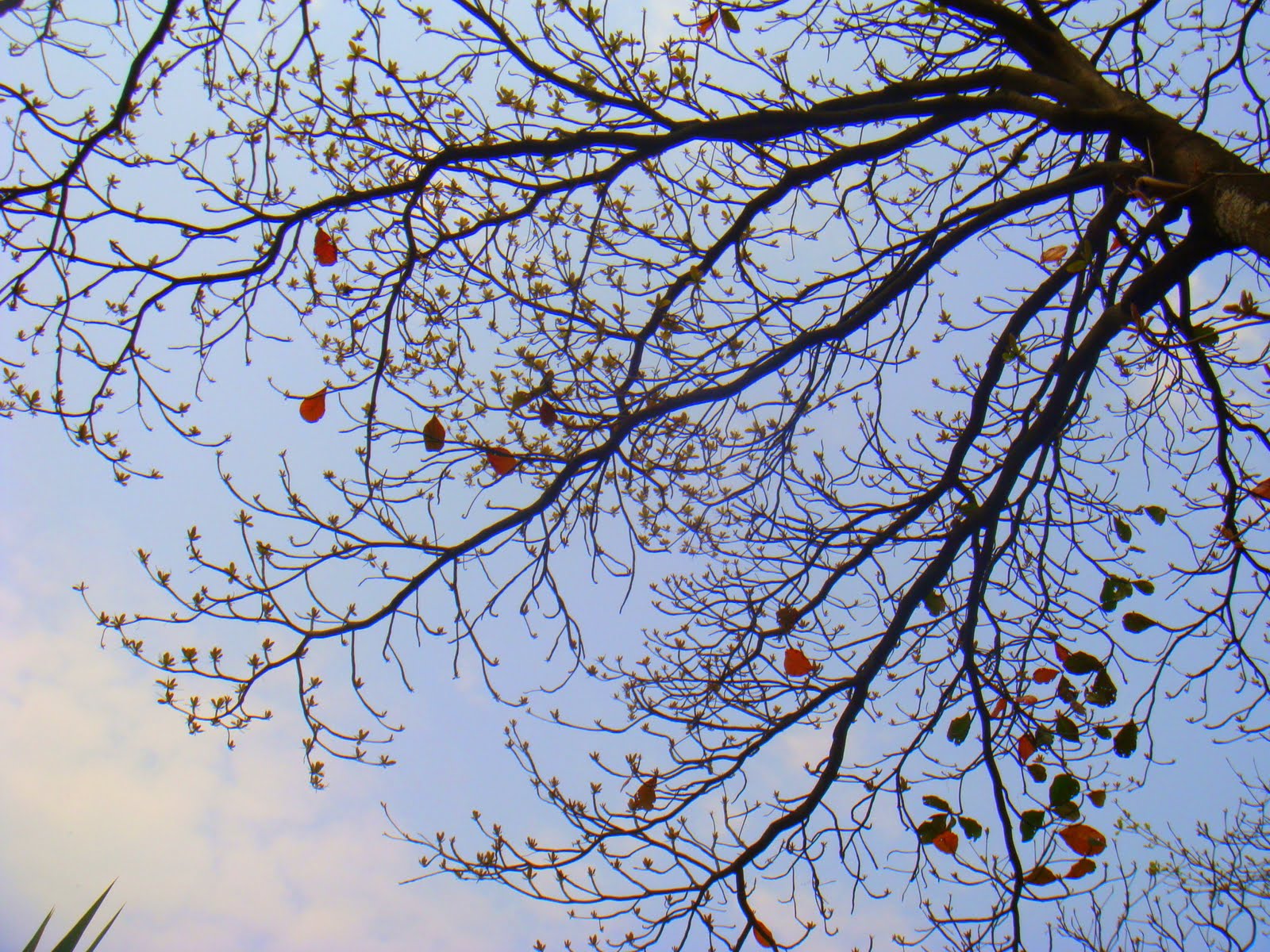 come-se: Sete-copas. O fruto