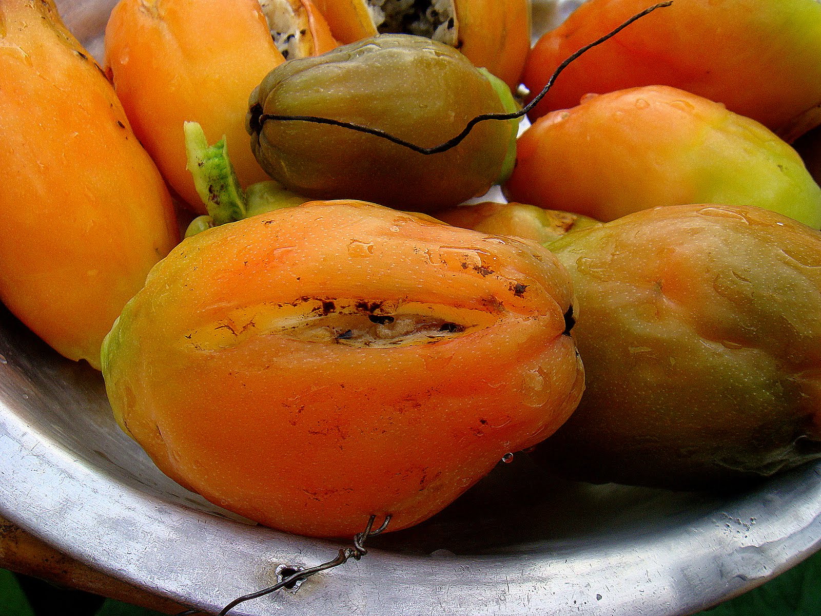 come-se: Resposta à charada: Fruto do mandacaru