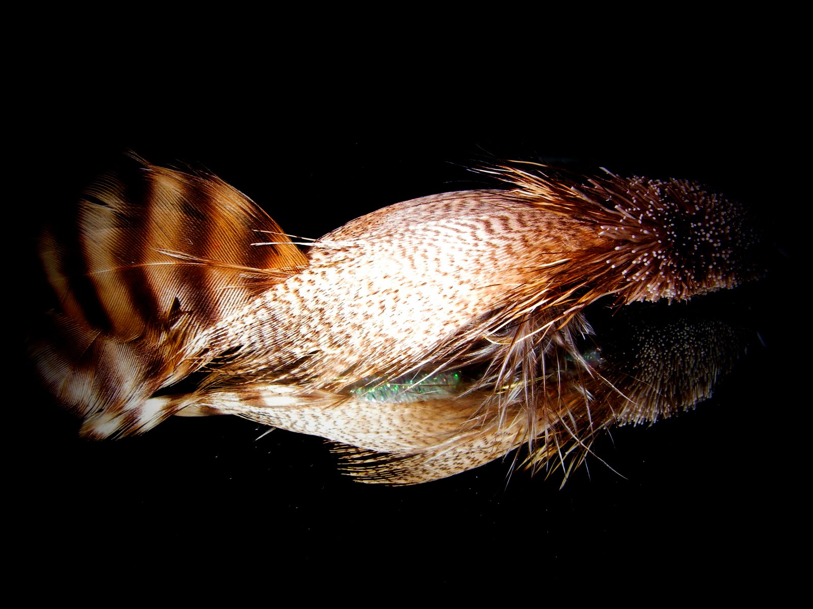 EpicFly: Arkansas River Brown Trout Bugs. Most are variations on Kelly ...