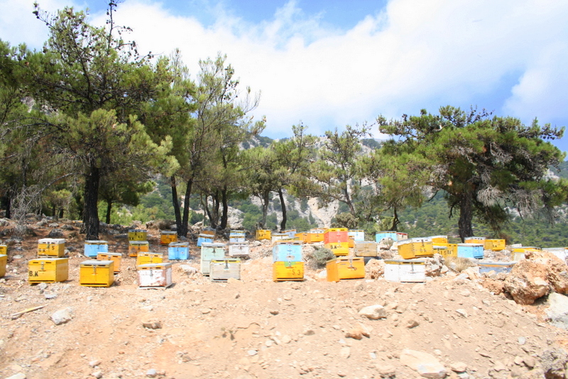 ΟΡΕΙΒΑΤΙΚΟΣ ΣΥΛΛΟΓΟΣ ΑΓΙΟΥ ΝΙΚΟΛΑΟΥ (1ος κύκλος): ΑΦΕΝΤΗΣ ΧΡΙΣΤΟΣ-ΨΑΡΗ ...