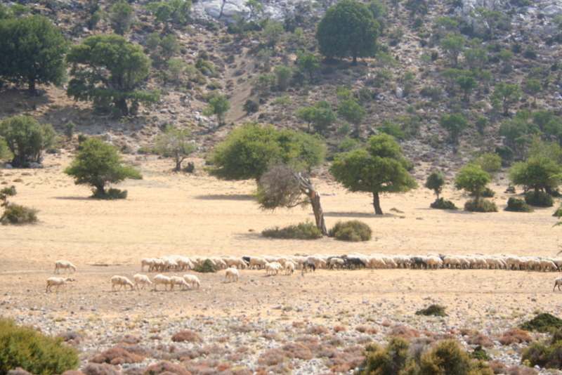 ΟΡΕΙΒΑΤΙΚΟΣ ΣΥΛΛΟΓΟΣ ΑΓΙΟΥ ΝΙΚΟΛΑΟΥ (1ος κύκλος): ΑΦΕΝΤΗΣ ΧΡΙΣΤΟΣ-ΨΑΡΗ ...