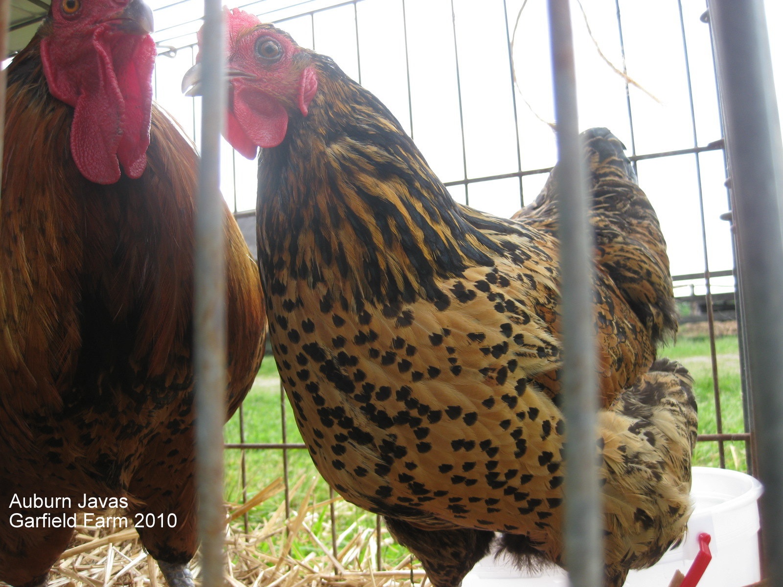 Java breeders: Mottled Javas/Auburn Javas