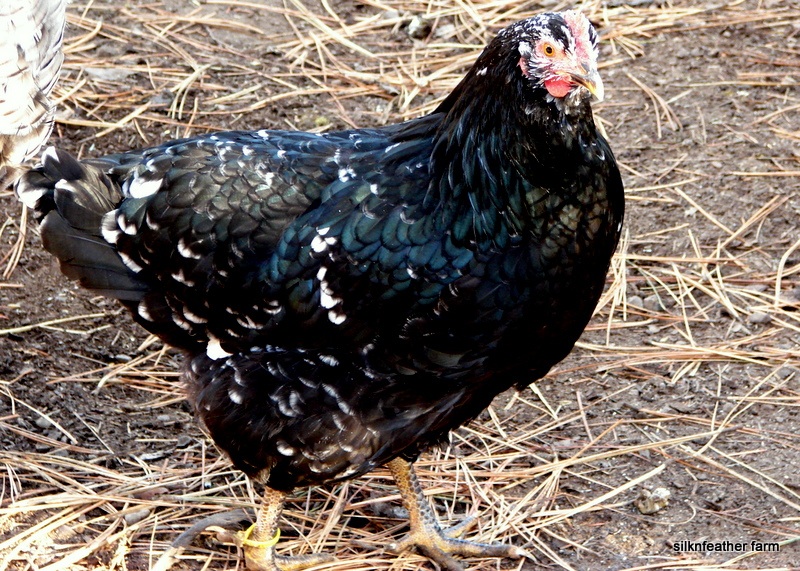 Auburn Java Chickens